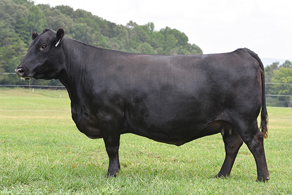 Faith Angus Farms